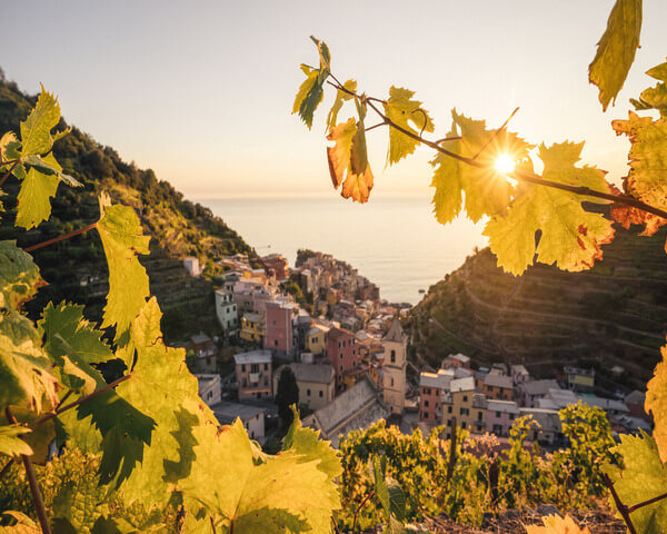 Vini bianchi liguri: storia, curiosità e abbinamenti – Tannico